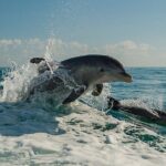 !! Flippers Fun Boat !! Dolphin Adventure Clearwater Beach! - The Scenic and Wildlife Encounter