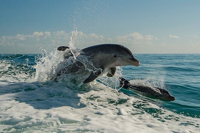 !! Flippers Fun Boat !! Dolphin Adventure Clearwater Beach! - The Scenic and Wildlife Encounter