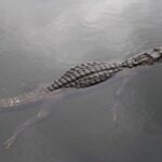 Fort Lauderdale: Everglades Express Tour with Airboat Ride - The Value of This Tour