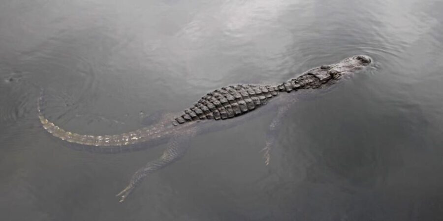 Fort Lauderdale: Everglades Express Tour with Airboat Ride - The Value of This Tour