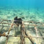 Fort Lauderdale: Guided Snorkeling Reef Tour and Lesson - What makes this tour stand out