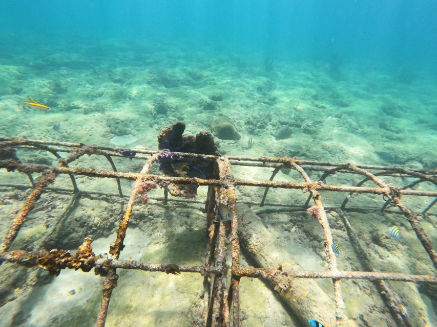 Fort Lauderdale: Guided Snorkeling Reef Tour and Lesson - What makes this tour stand out