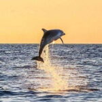 Fort Walton: Dolphin Discovery and Snorkeling Cruise - Review Highlights from Past Travelers