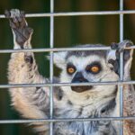 Fredericksburg Safari Tour With Wine Tasting - The Sum Up