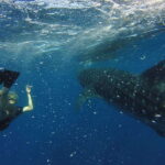 From Akumal: Whale Shark Tour - Value and Practical Considerations