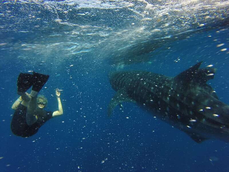 From Akumal: Whale Shark Tour - Value and Practical Considerations