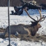 From Anchorage: Alaska Wildlife Center & Turnagain Arm Tour - Authentic Perspectives from Travelers