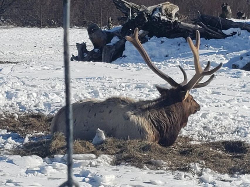 From Anchorage: Alaska Wildlife Center & Turnagain Arm Tour - Authentic Perspectives from Travelers