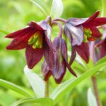 From Anchorage: Chugach State Park Walk with Naturalist - What the Tour Covers