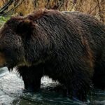 From Anchorage: Wilderness, Wildlife, & Glacier Experience - What’s Included and Why It Matters
