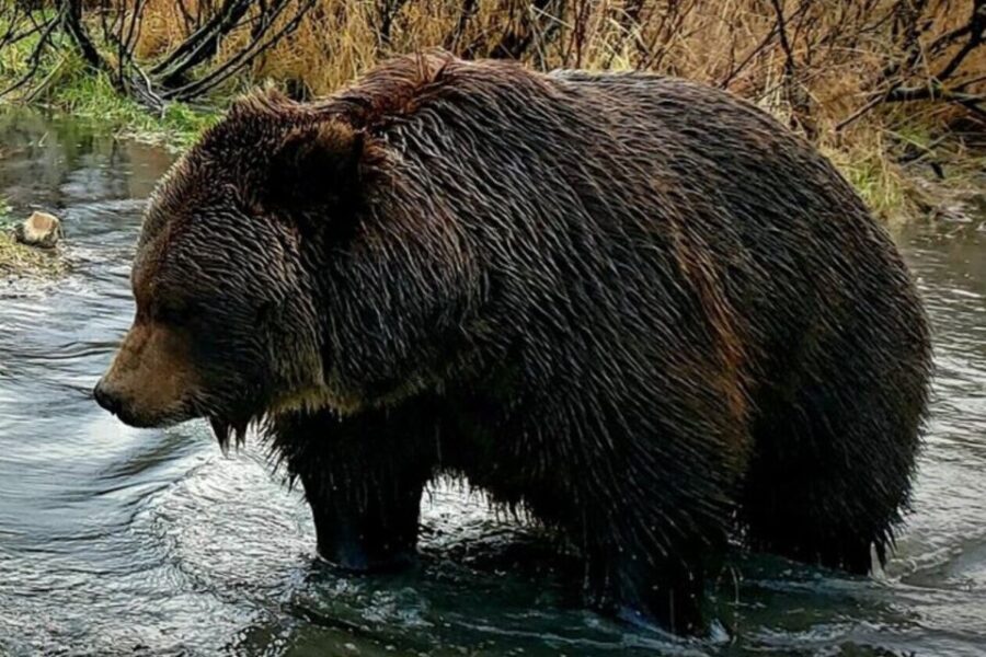 From Anchorage: Wilderness, Wildlife, & Glacier Experience - What’s Included and Why It Matters