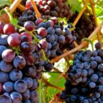 From Atlanta: Half-Day Wine Country Tour - Exploring the Itinerary