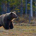 From Banff: Banff Wildlife & Scenic Highlights Premium Tour - The Experience of Wildlife Viewing