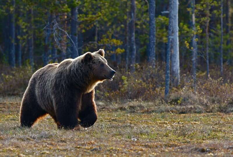 From Banff: Banff Wildlife & Scenic Highlights Premium Tour - The Experience of Wildlife Viewing