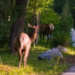 From Banff/Canmore: Banff National Park Guided Day Tour - What Makes This Tour Stand Out