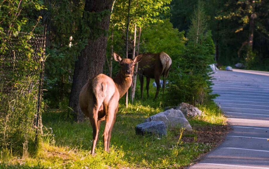 From Banff/Canmore: Banff National Park Guided Day Tour - What Makes This Tour Stand Out