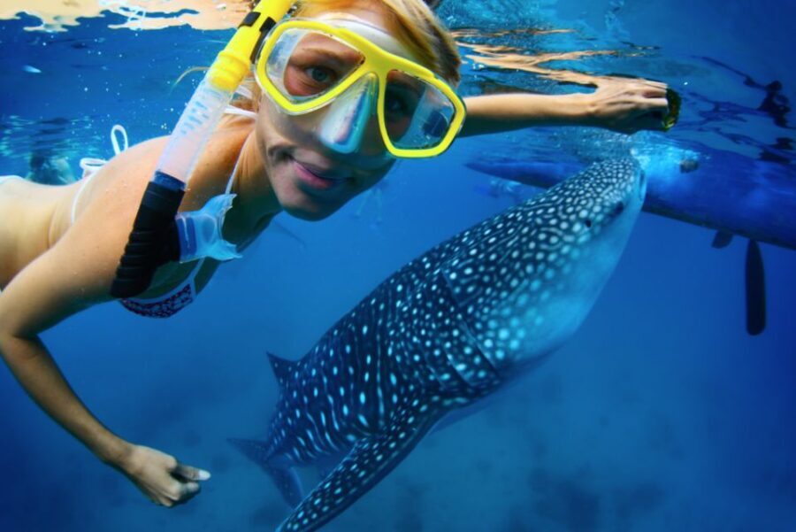 From Cabo: Snorkel with Whale Sharks in La Paz - What to Expect: The Details of the Day