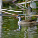 From Campeche: Mamantel River Tour - The Sum Up: Who Is This Tour Perfect For?