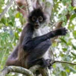 From Cancun: Coba Ruins and Punta Laguna Day Trip - Who Is This Tour Best For?