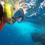 From Cancún: Half-Day Snorkeling with Whale Sharks - What the Reviews Reveal: Real Traveler Insights