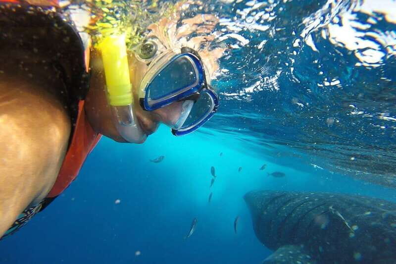 From Cancún: Half-Day Snorkeling with Whale Sharks - What the Reviews Reveal: Real Traveler Insights