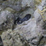 From Cancun: Kantemó Snake Cavern Adventure - Who Should Consider This Tour?