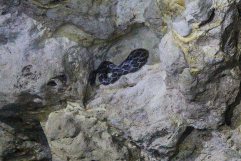 From Cancun: Kantemó Snake Cavern Adventure - Who Should Consider This Tour?