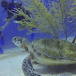 From Cancun: Puerto Morelos Diving Adventure - Who Will Love This Tour?