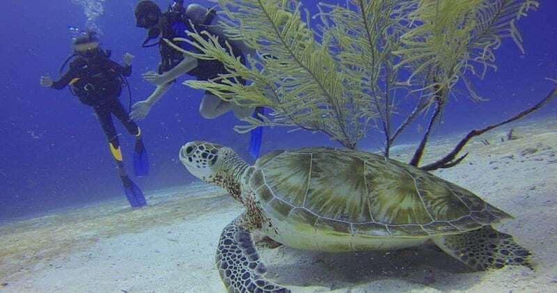 From Cancun: Puerto Morelos Diving Adventure - Who Will Love This Tour?