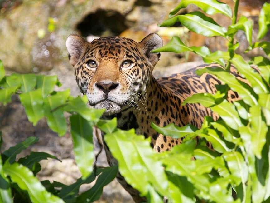 From Cancun: Xcaret Plus Park, the complete experience - Who Will Love This Experience?