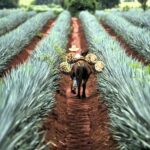 FROM CDMX: Queretaro, Guanajuato, San Luis Potosi, Zacatecas, Guadalajara - What Travelers Can Expect