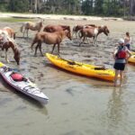 From Chincoteague: Guided Kayak Tour to Assateague Island - Who Will Love This Tour?