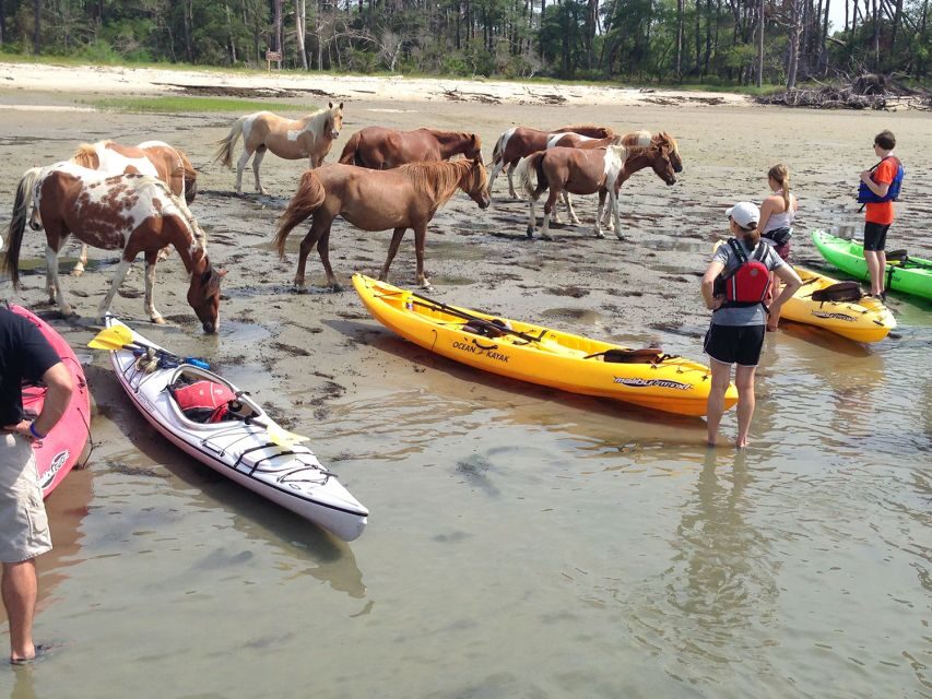 From Chincoteague: Guided Kayak Tour to Assateague Island - Who Will Love This Tour?