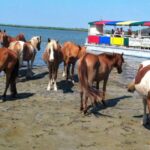 From Chincoteague Island: Assateague Island Boat Tour - A Final Word on the Experience
