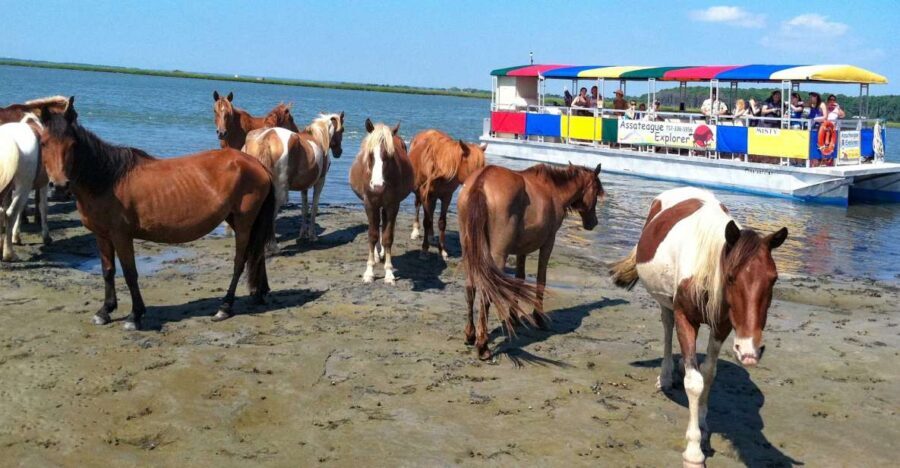From Chincoteague Island: Assateague Island Boat Tour - A Final Word on the Experience