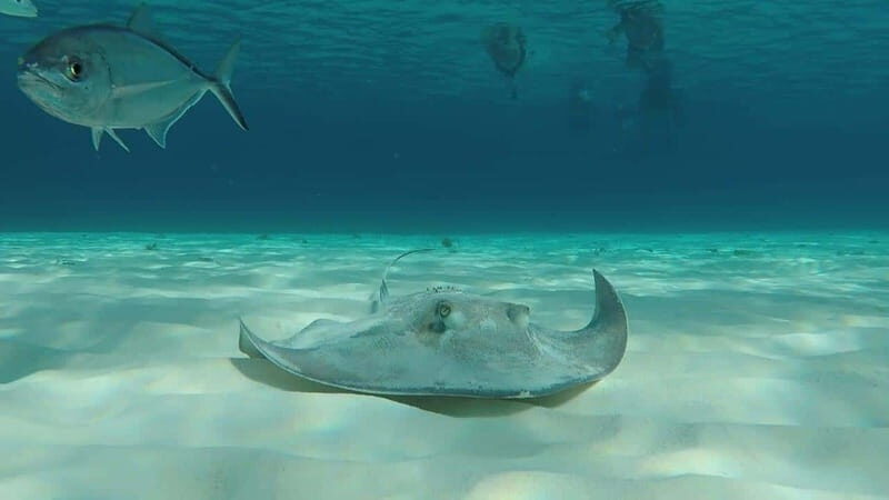 From Cozumel: 3 Reefs Boat Tour with Drinks and Snorkeling - Itinerary Breakdown