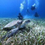 From Cozumel: Chankanaab Cozumel Scuba Diving - The Itinerary Breakdown