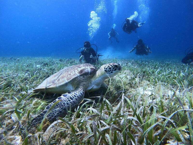 From Cozumel: Chankanaab Cozumel Scuba Diving - The Itinerary Breakdown
