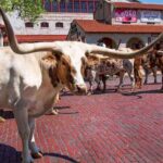 From Dallas: Fort Worth Guided Day Tour - Why the Tour Offers Great Value