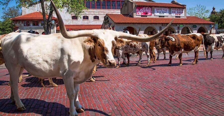From Dallas: Fort Worth Guided Day Tour - Why the Tour Offers Great Value