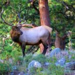From Denver: Guided Hike in Rocky Mountain National Park - An In-Depth Look at the Rocky Mountain Guided Hike