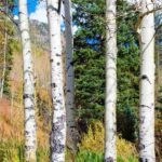 From Denver: Hike the Rockies Tour - Authentic Colorado Scenery and Learning