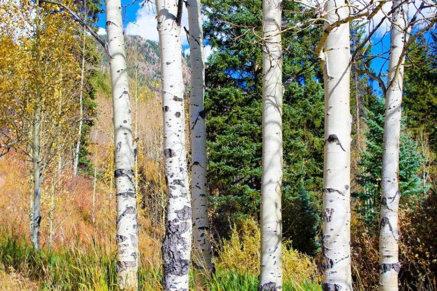 From Denver: Hike the Rockies Tour - Authentic Colorado Scenery and Learning