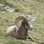 From Denver: Rocky Mountains Jeep Tour with Picnic Lunch - What Makes This Tour Stand Out