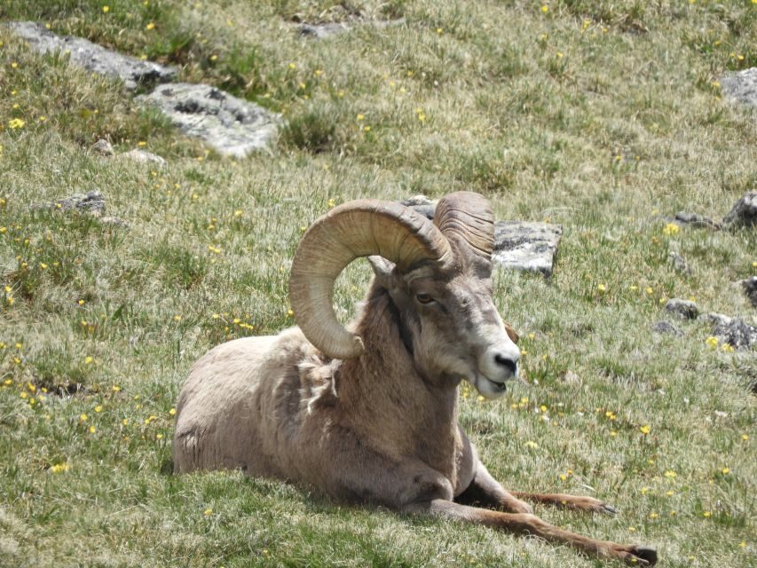 From Denver: Rocky Mountains Jeep Tour with Picnic Lunch - What Makes This Tour Stand Out