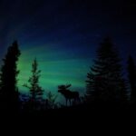 From Fairbanks: Northern Lights and Arctic Circle Tour - Cost & Value