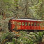 From Fort Bragg: Redwoods Train Ride and Nightclub Ticket - The Experience in Detail