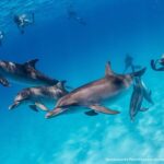 From Fort Lauderdale: Bimini Island Day Trip by Ferry - Authentic Experiences and Honest Feedback