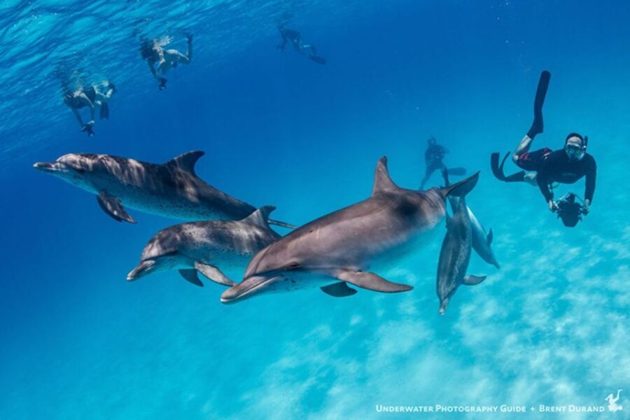 From Fort Lauderdale: Bimini Island Day Trip by Ferry - Authentic Experiences and Honest Feedback
