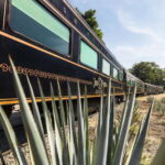 From Guadalajara: La Rojeña Distillery & Jose Cuervo Train - The Real Value for Travelers